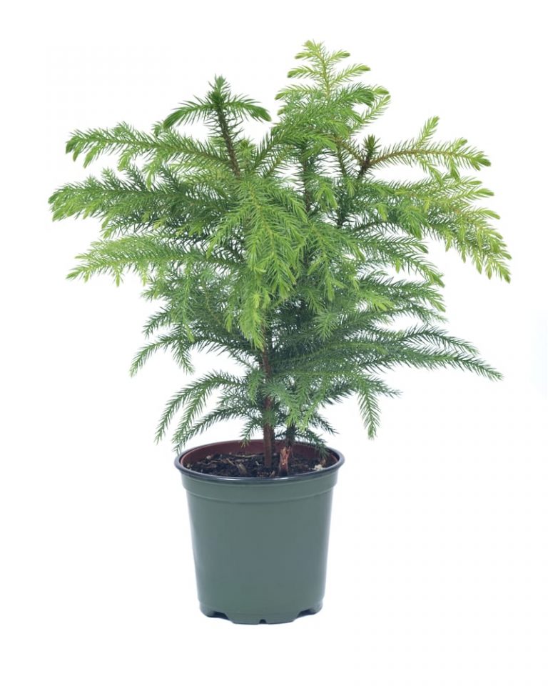 The 23 Best Indoor Trees in 2024 – Rhythm of the Home