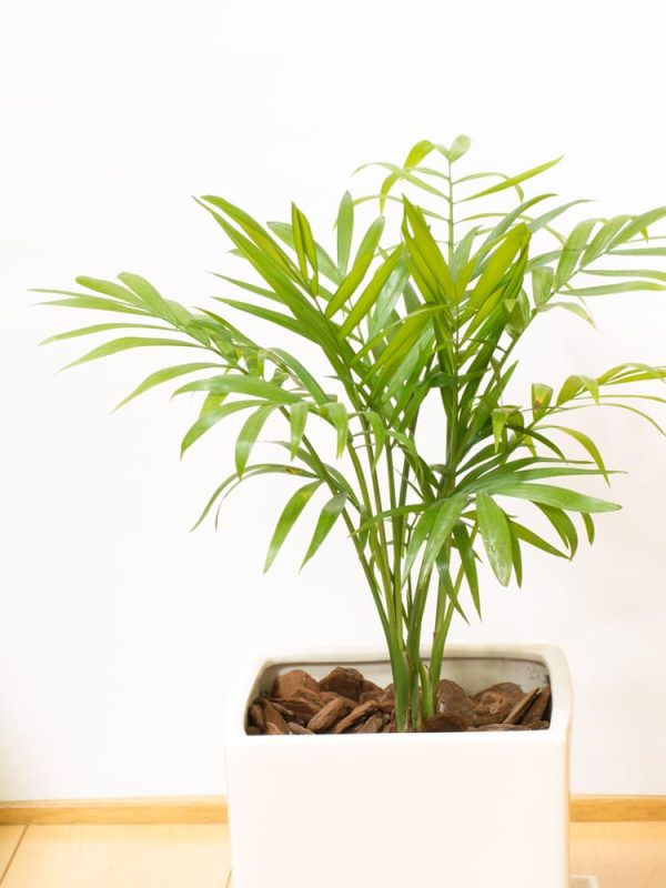 The 23 Best Indoor Trees in 2024 – Rhythm of the Home