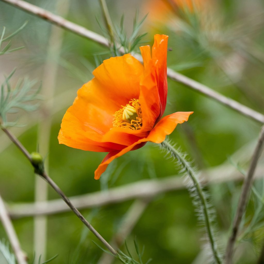 26 Types of Beautiful Garden Poppies – Rhythm of the Home