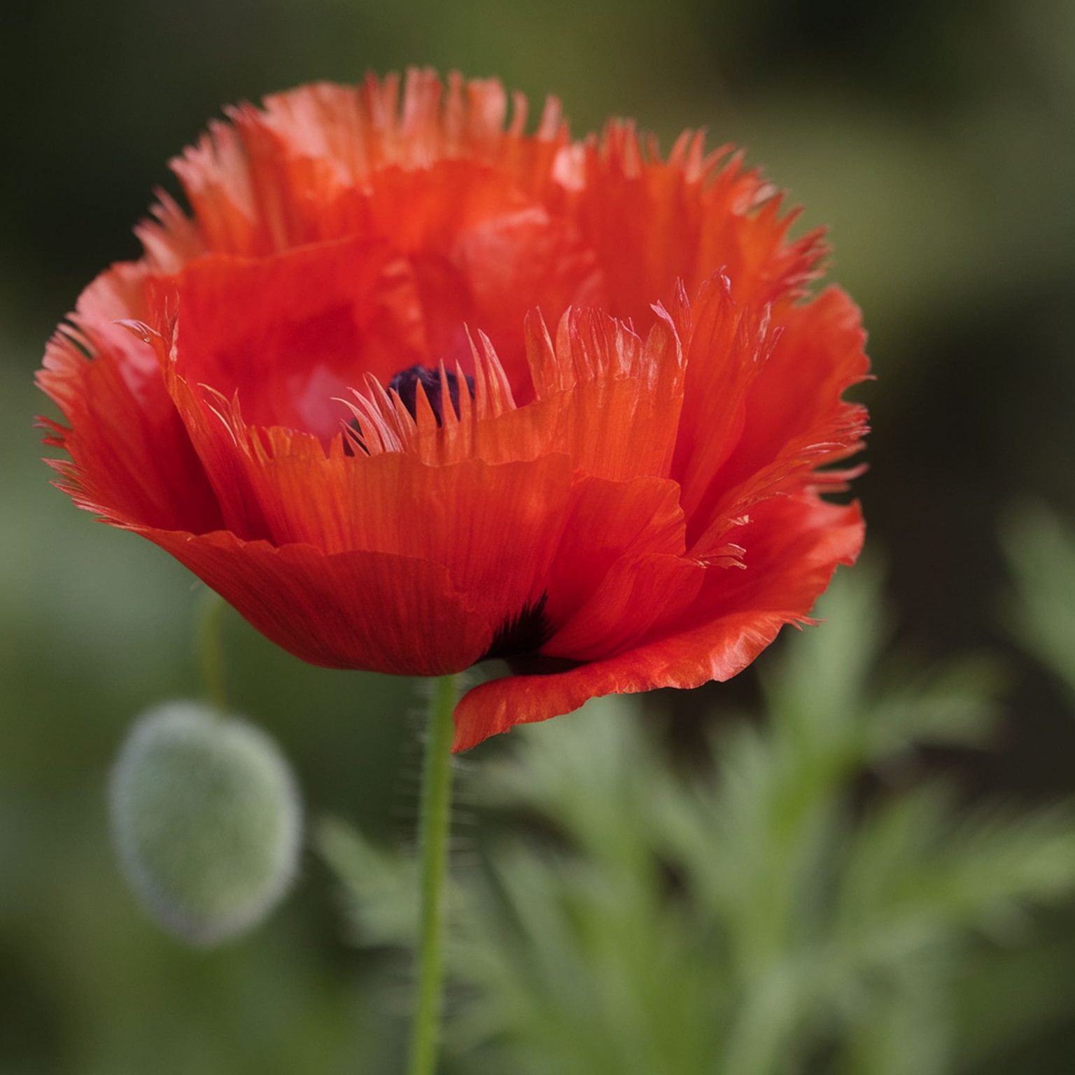 26 Types of Beautiful Garden Poppies – Rhythm of the Home