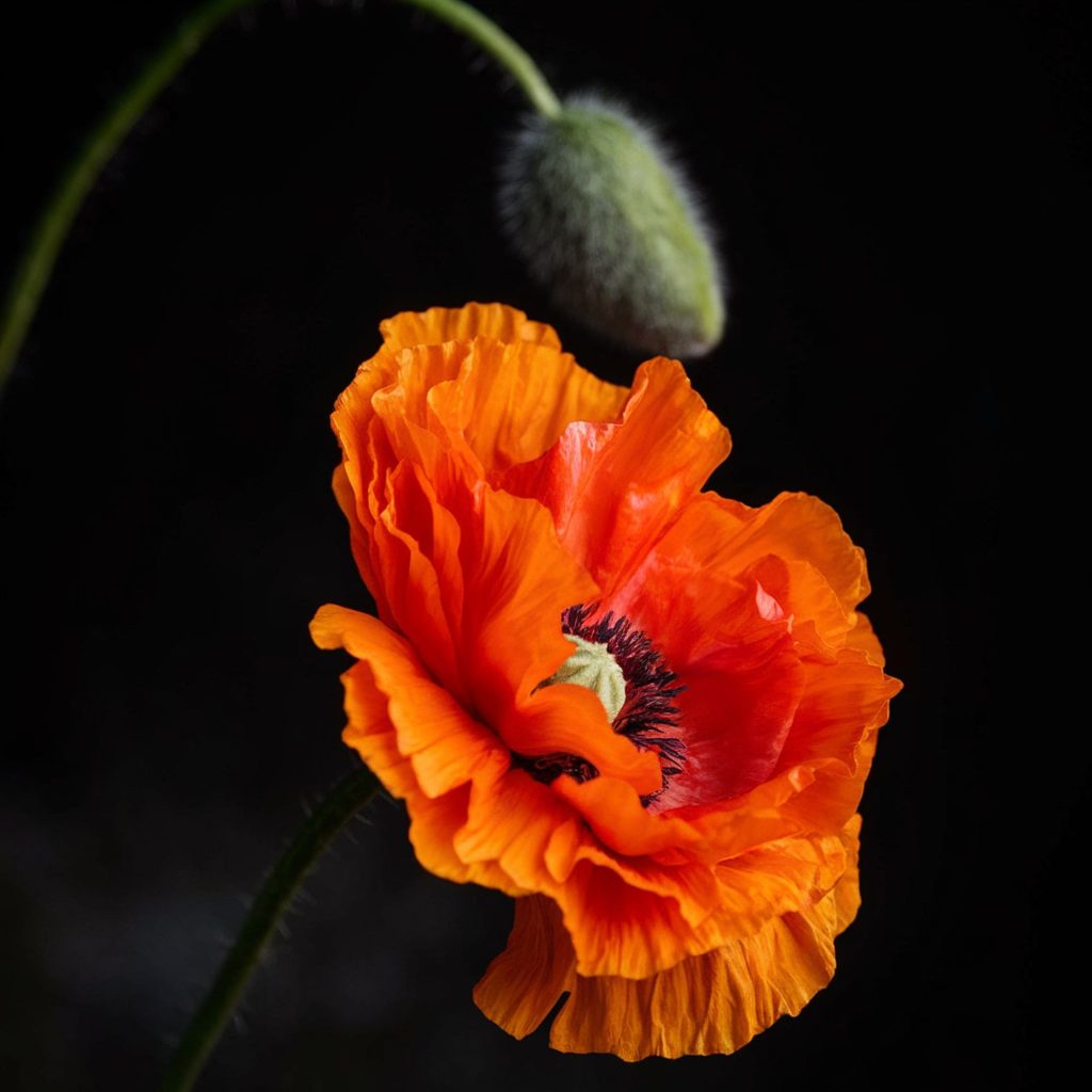 26 Types of Beautiful Garden Poppies – Rhythm of the Home