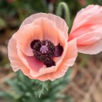 26 Types of Beautiful Garden Poppies – Rhythm of the Home