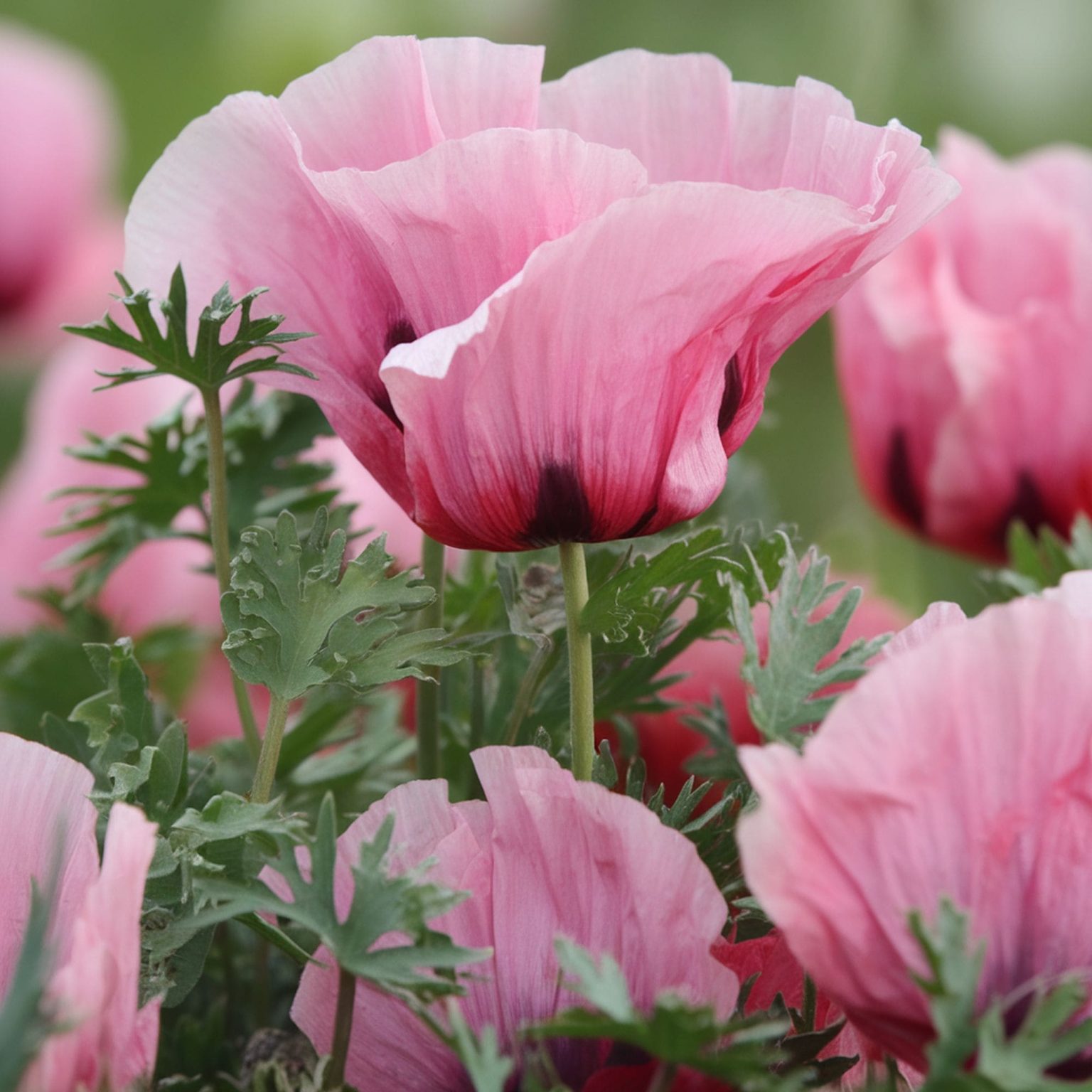 26 Types of Beautiful Garden Poppies – Rhythm of the Home