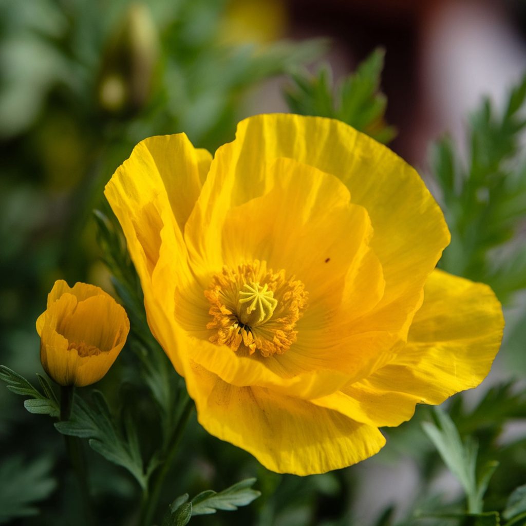 26 Types of Beautiful Garden Poppies – Rhythm of the Home