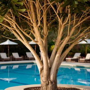 The 13 Best Trees For Pool Areas - Rhythm of the Home