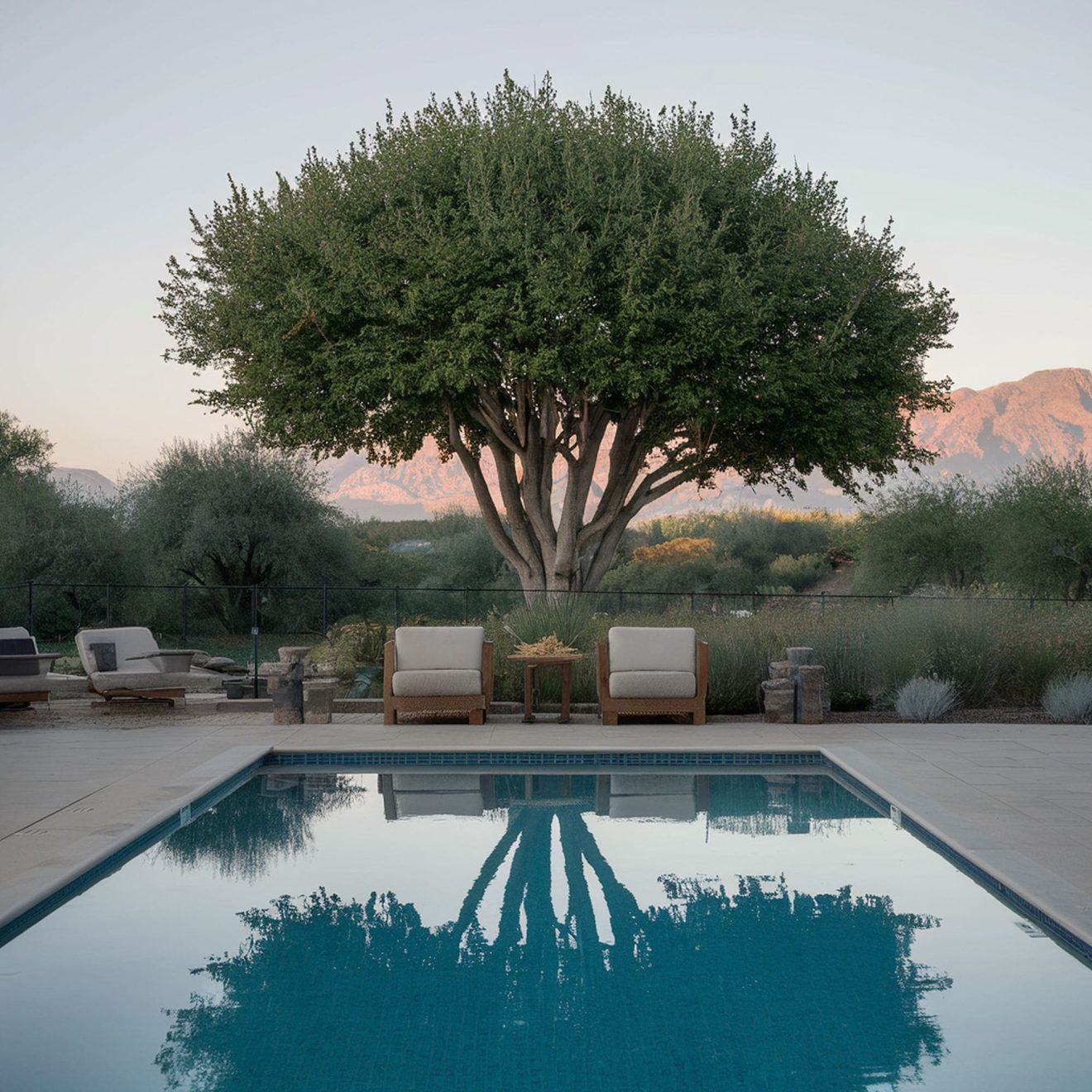 The 13 Best Trees For Pool Areas – Rhythm of the Home