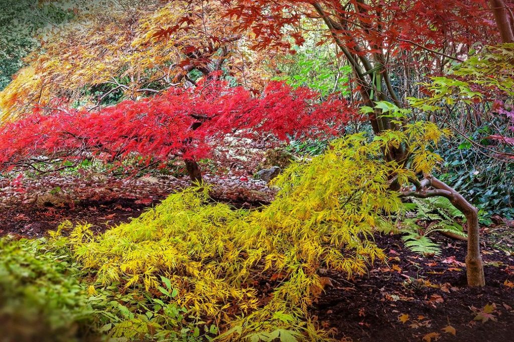 The 13 Best Trees For Pool Areas - Rhythm of the Home