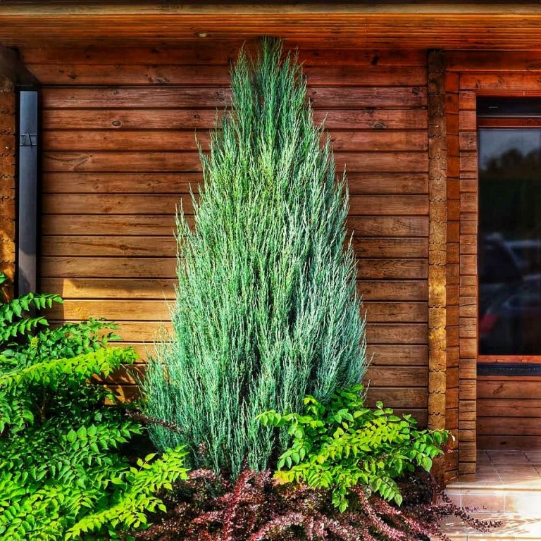 The 13 Best Trees For Pool Areas - Rhythm of the Home