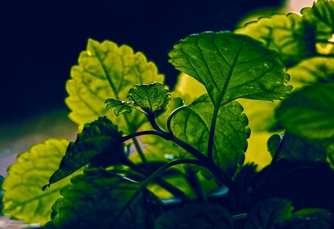 How to Identify and Kill the Creeping Charlie (Ground Ivy) Weed ...