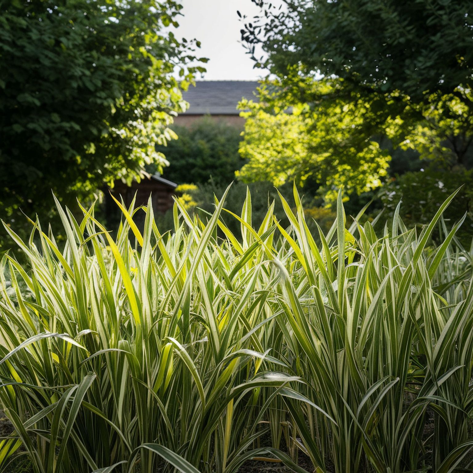 The 8 Best Ornamental Plants/Grasses for Privacy – Rhythm of the Home