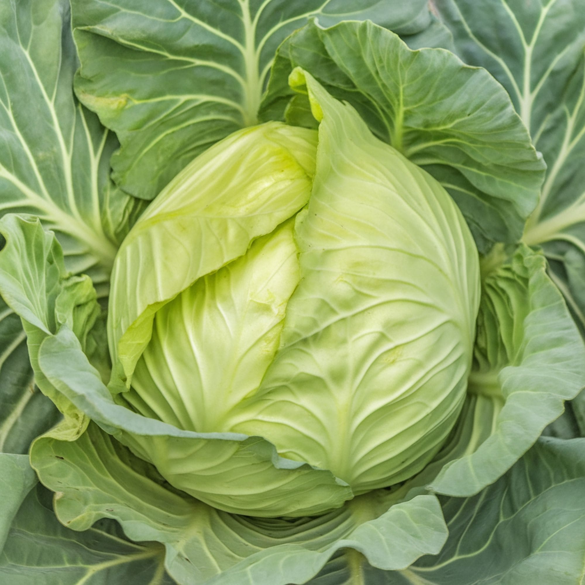 The 18 Best Vegetables to Plant in Early Spring – Rhythm of the Home