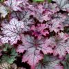 The 19 Best Heuchera (Coral Bell) Varieties – Rhythm of the Home