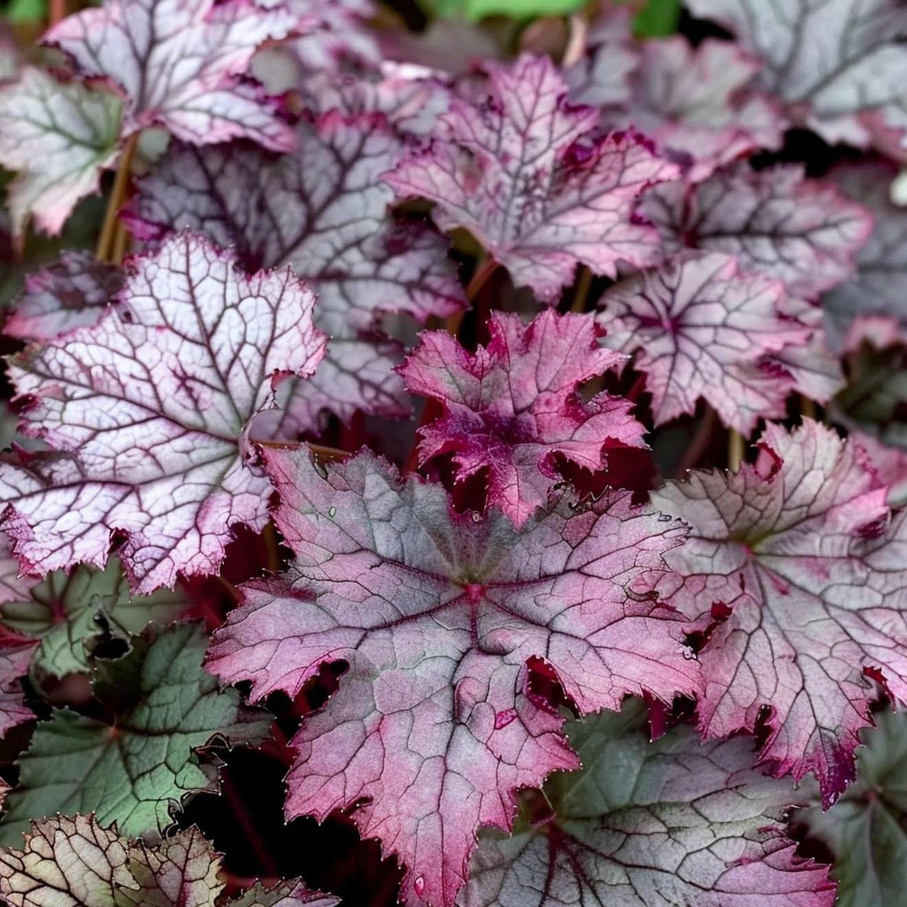 The 19 Best Heuchera (Coral Bell) Varieties – Rhythm of the Home