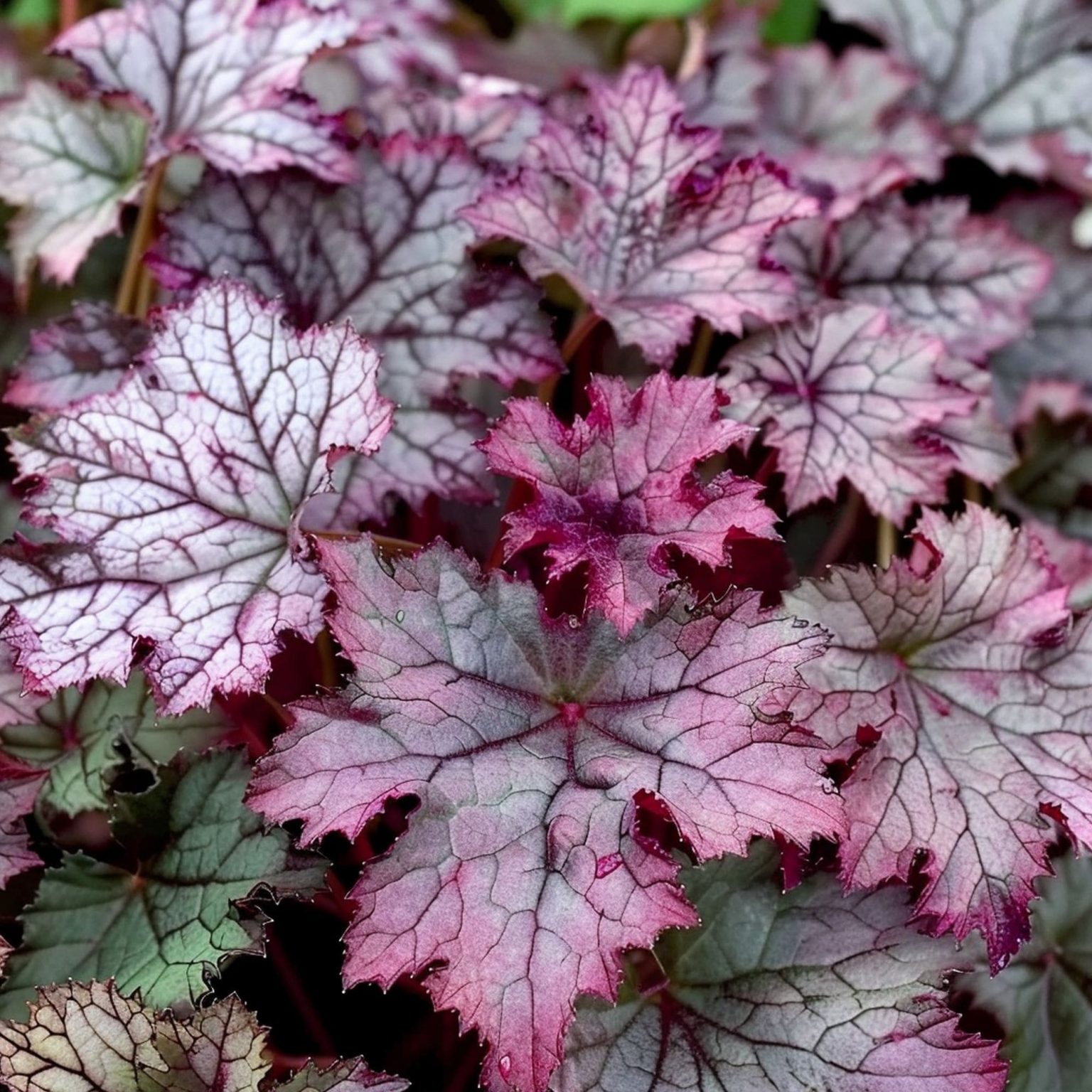 The 19 Best Heuchera (Coral Bell) Varieties – Rhythm of the Home