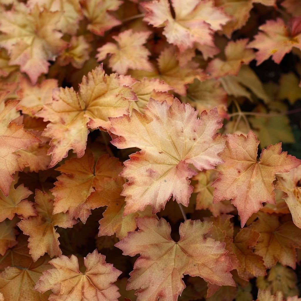 The 19 Best Heuchera (Coral Bell) Varieties – Rhythm of the Home