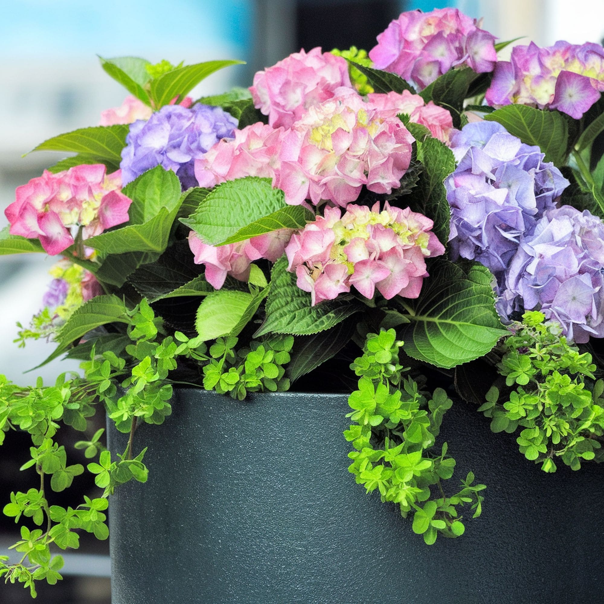 The 20 Best Allergy-Friendly Flowers – Rhythm of the Home