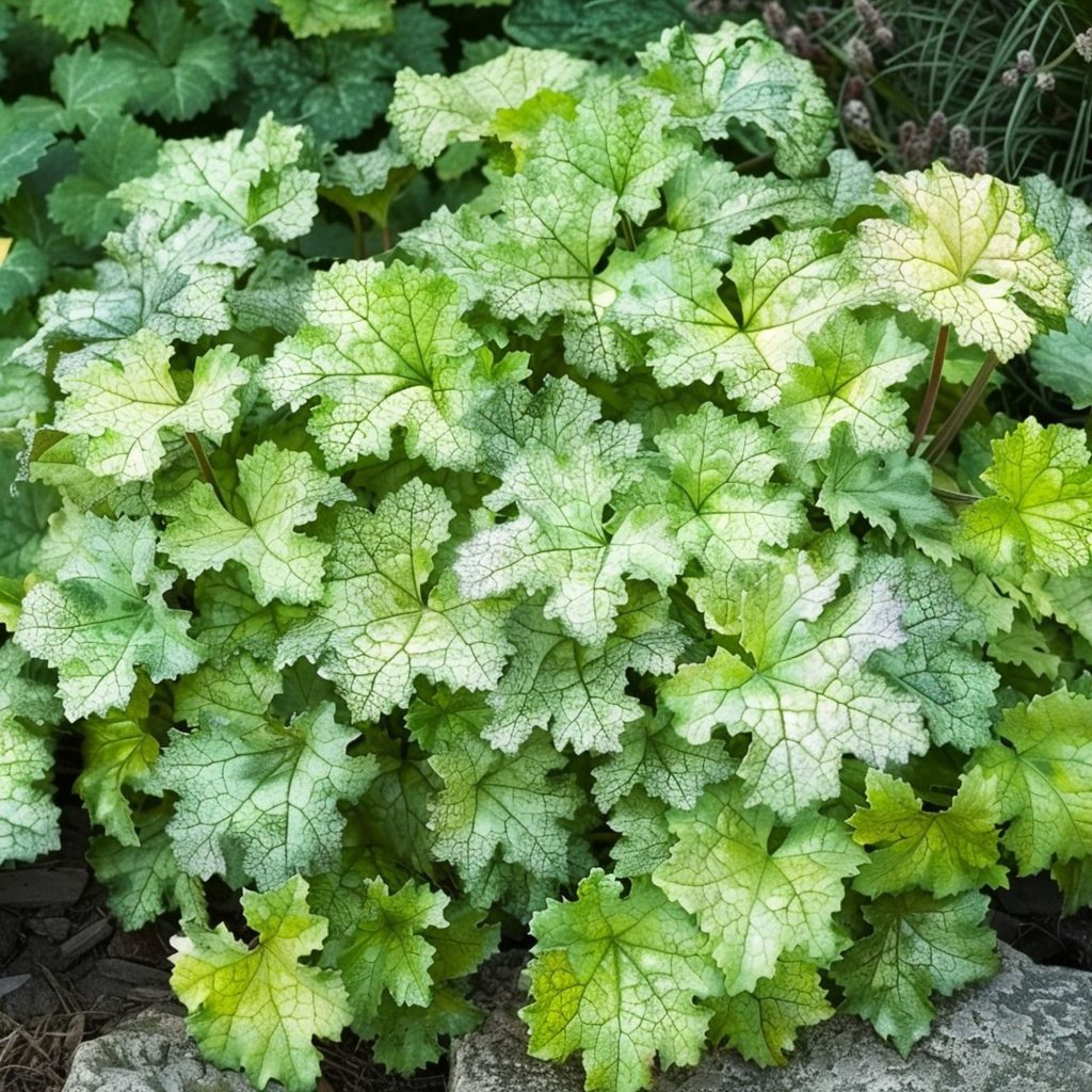 The 19 Best Heuchera (Coral Bell) Varieties – Rhythm of the Home