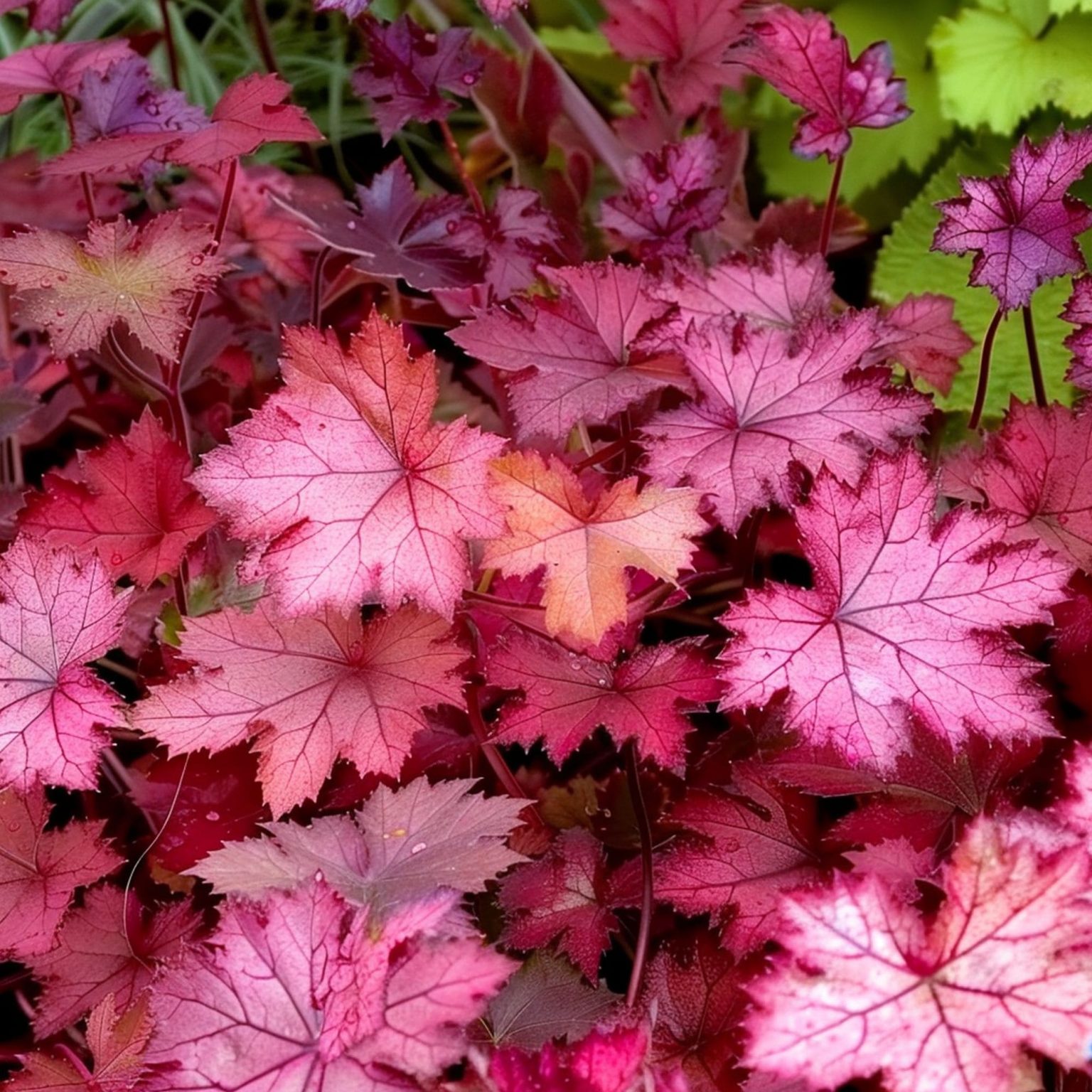 The 19 Best Heuchera (Coral Bell) Varieties – Rhythm of the Home
