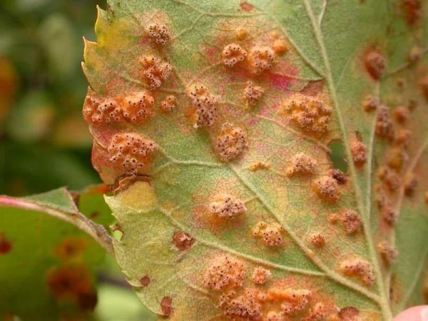 12 Common Apple Tree Diseases (And How to Treat Them) – Rhythm of the Home