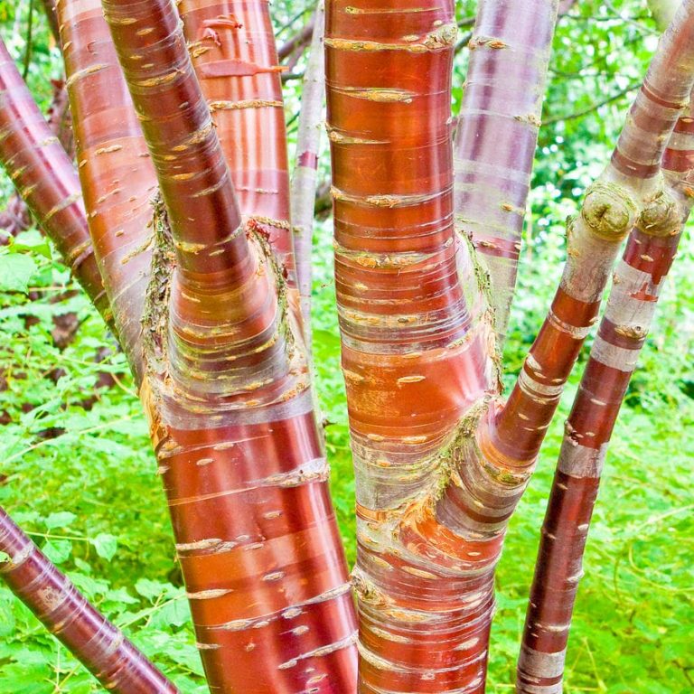 The 12 Most Common Species of Birch Trees – Rhythm of the Home