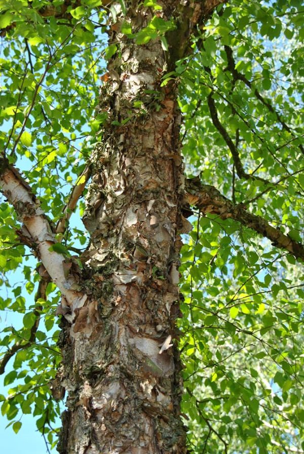 The 12 Most Common Species of Birch Trees – Rhythm of the Home