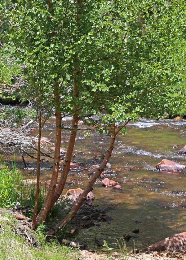 The 12 Most Common Species of Birch Trees – Rhythm of the Home