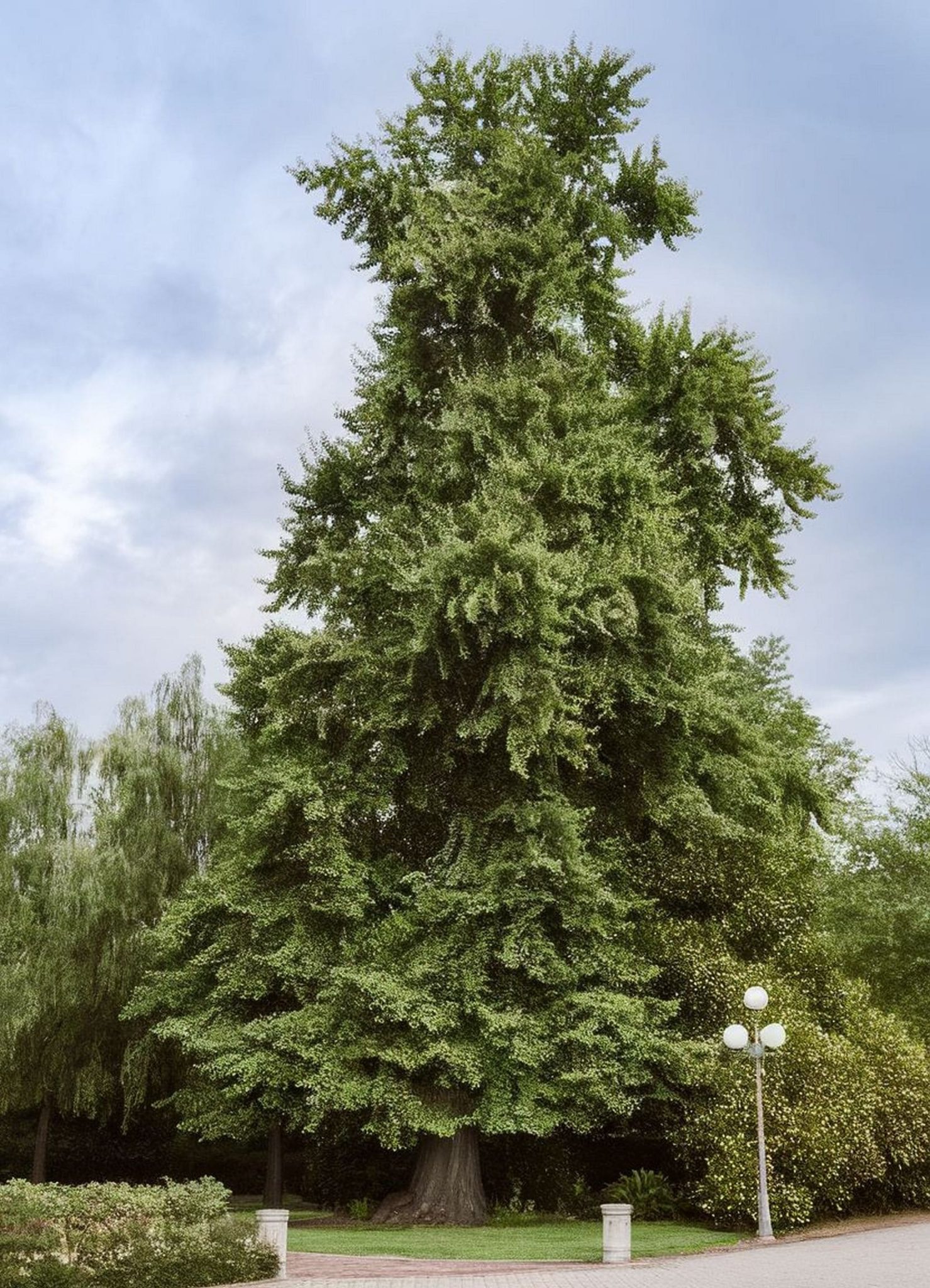 The 18 Best Drought Tolerant Trees – Rhythm of the Home