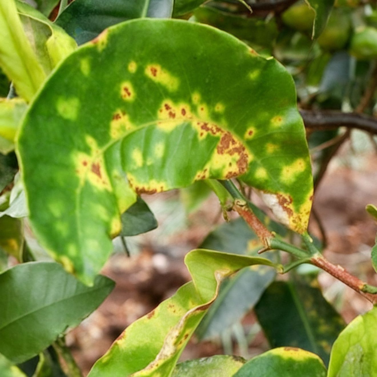 16 Citrus Tree Diseases and How to Treat Them – Rhythm of the Home