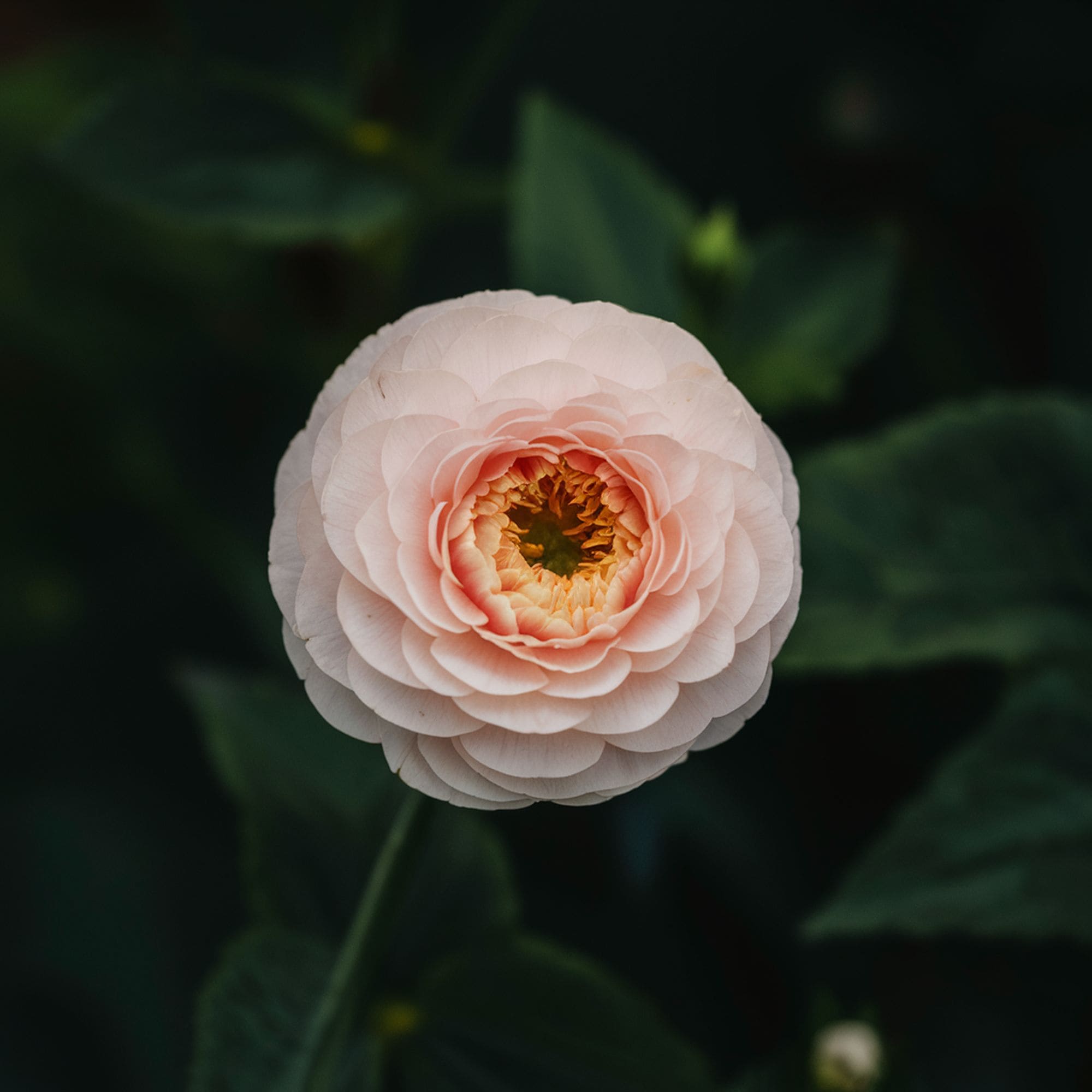 How to Grow and Care for Ranunculus (Buttercup) Flowers – Rhythm of the ...