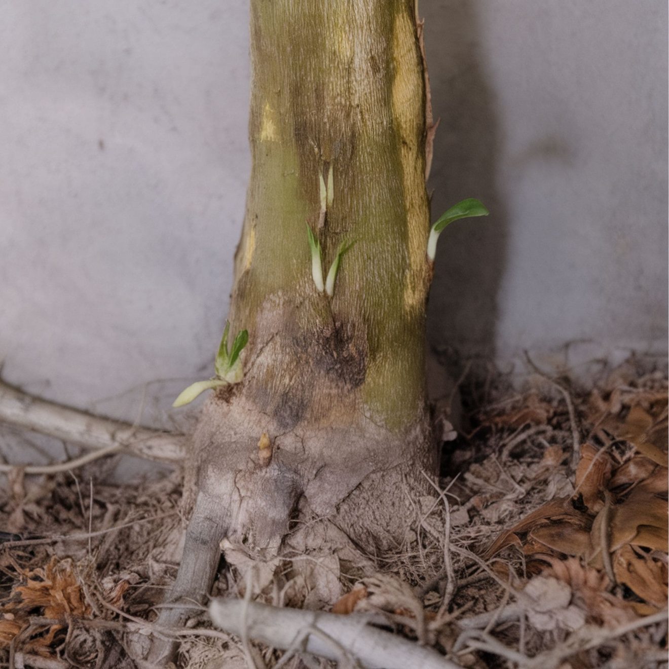 16 Citrus Tree Diseases and How to Treat Them – Rhythm of the Home