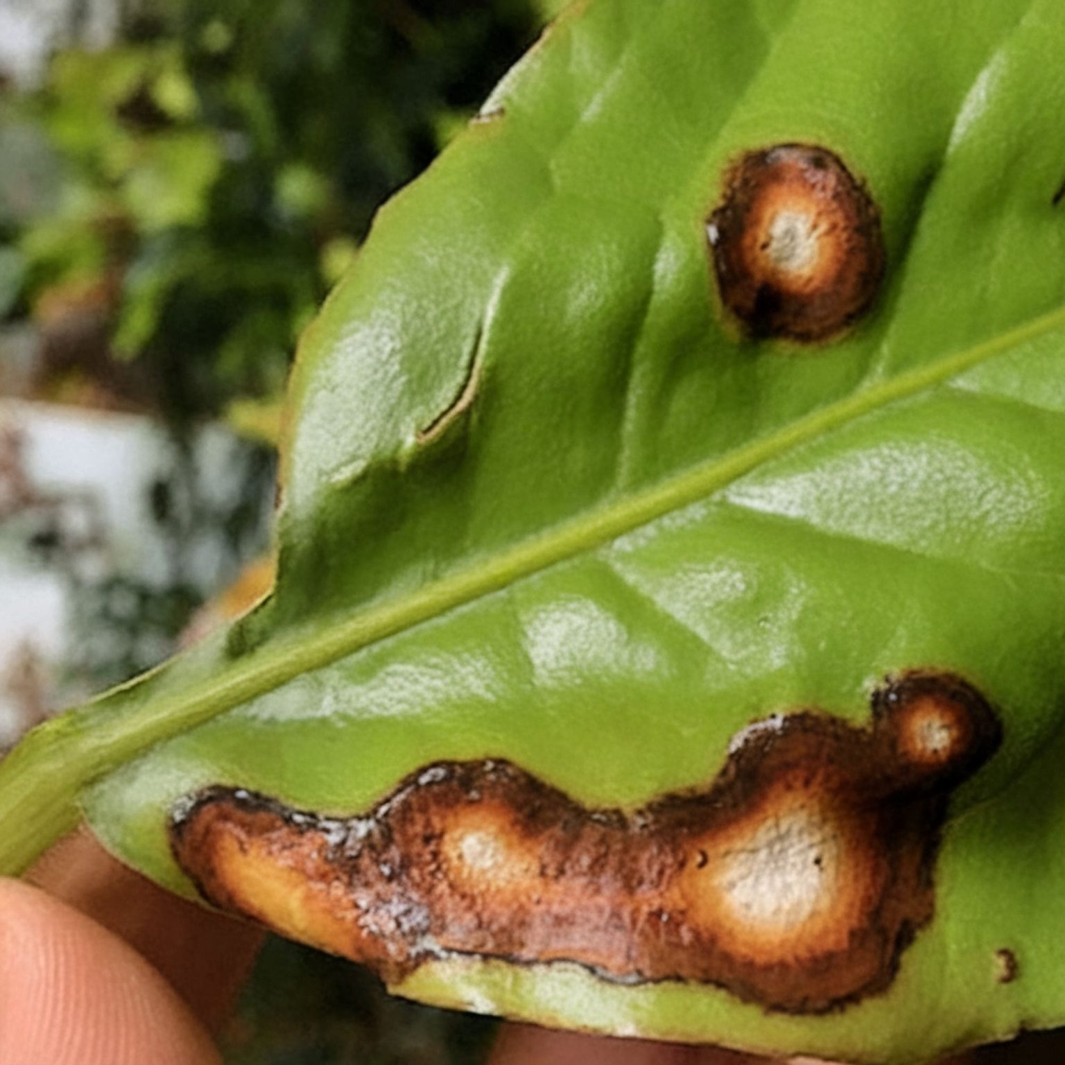 16 Citrus Tree Diseases and How to Treat Them – Rhythm of the Home