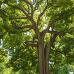The 15 Best Heat Tolerant Trees – Rhythm of the Home