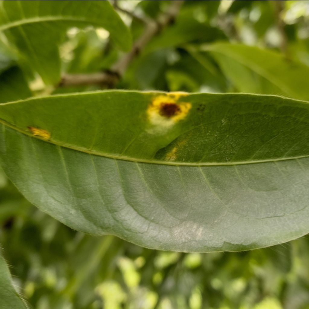 16 Citrus Tree Diseases and How to Treat Them – Rhythm of the Home