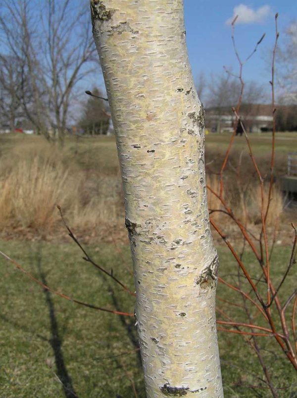 The 12 Most Common Species of Birch Trees – Rhythm of the Home