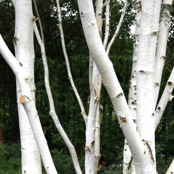The 12 Most Common Species of Birch Trees – Rhythm of the Home