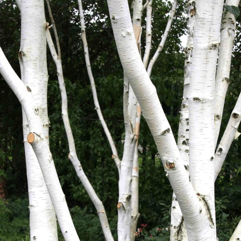 The 12 Most Common Species of Birch Trees – Rhythm of the Home