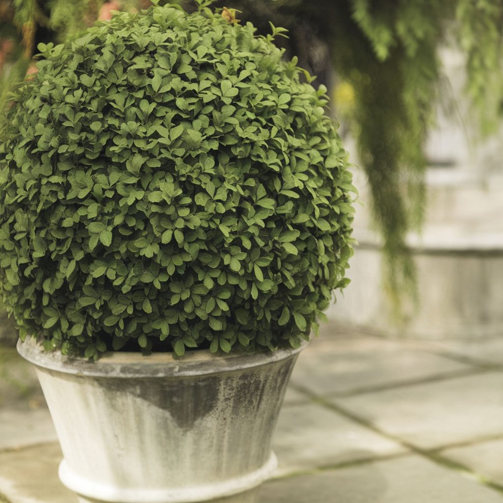 The 10 Best Topiary Plants – Rhythm of the Home