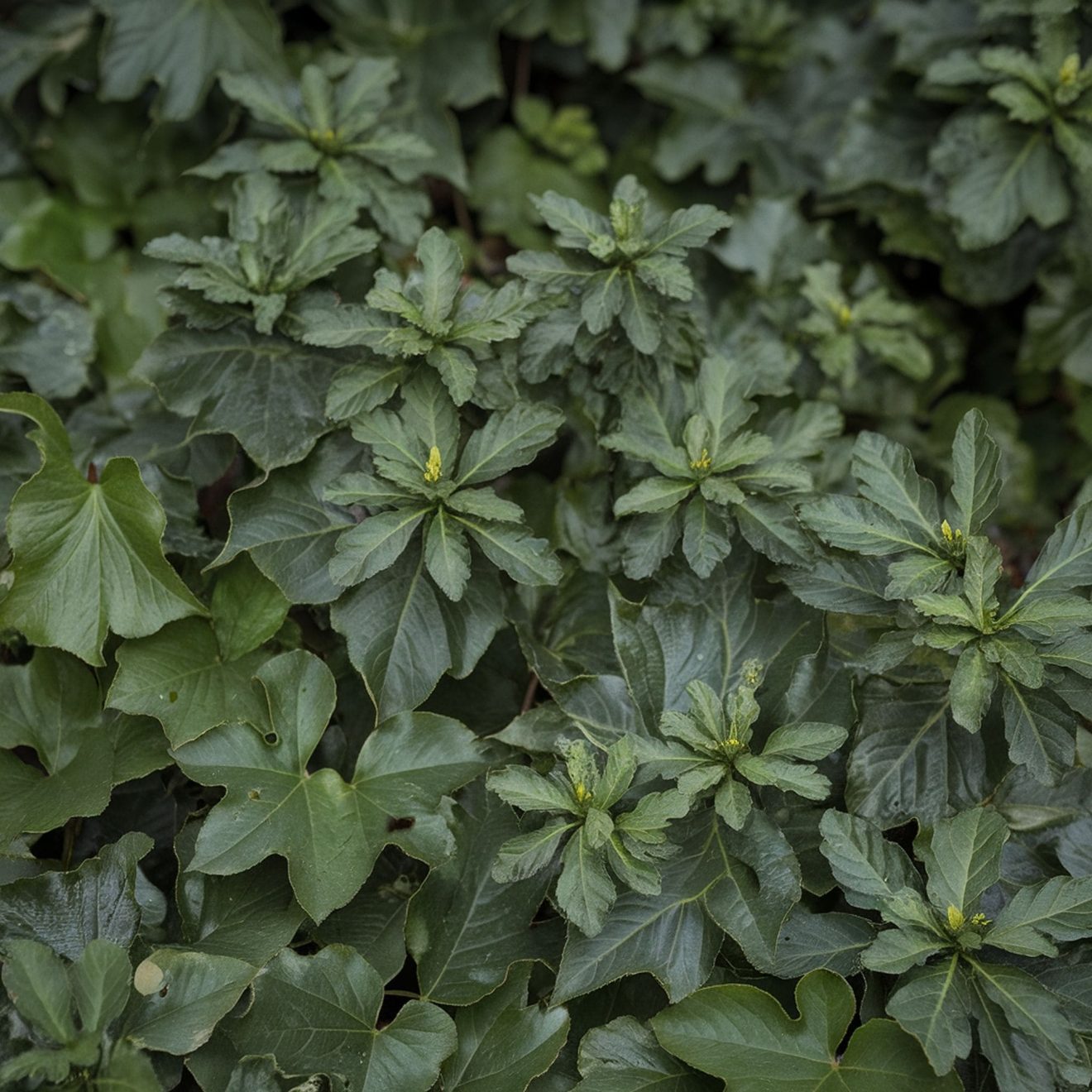 The 20 Best Evergreen Ground Cover Plants – Rhythm of the Home