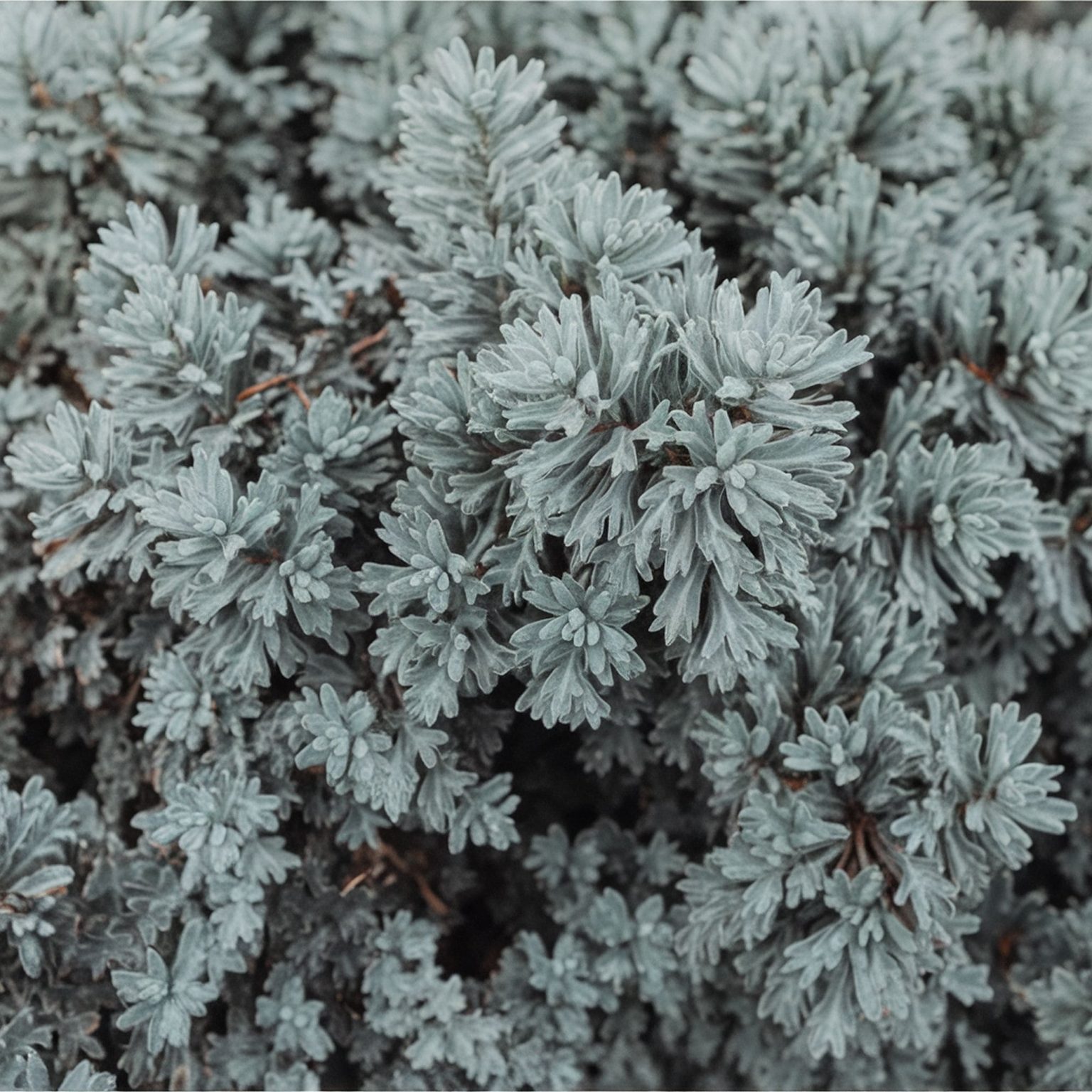 The 20 Best Evergreen Ground Cover Plants – Rhythm of the Home