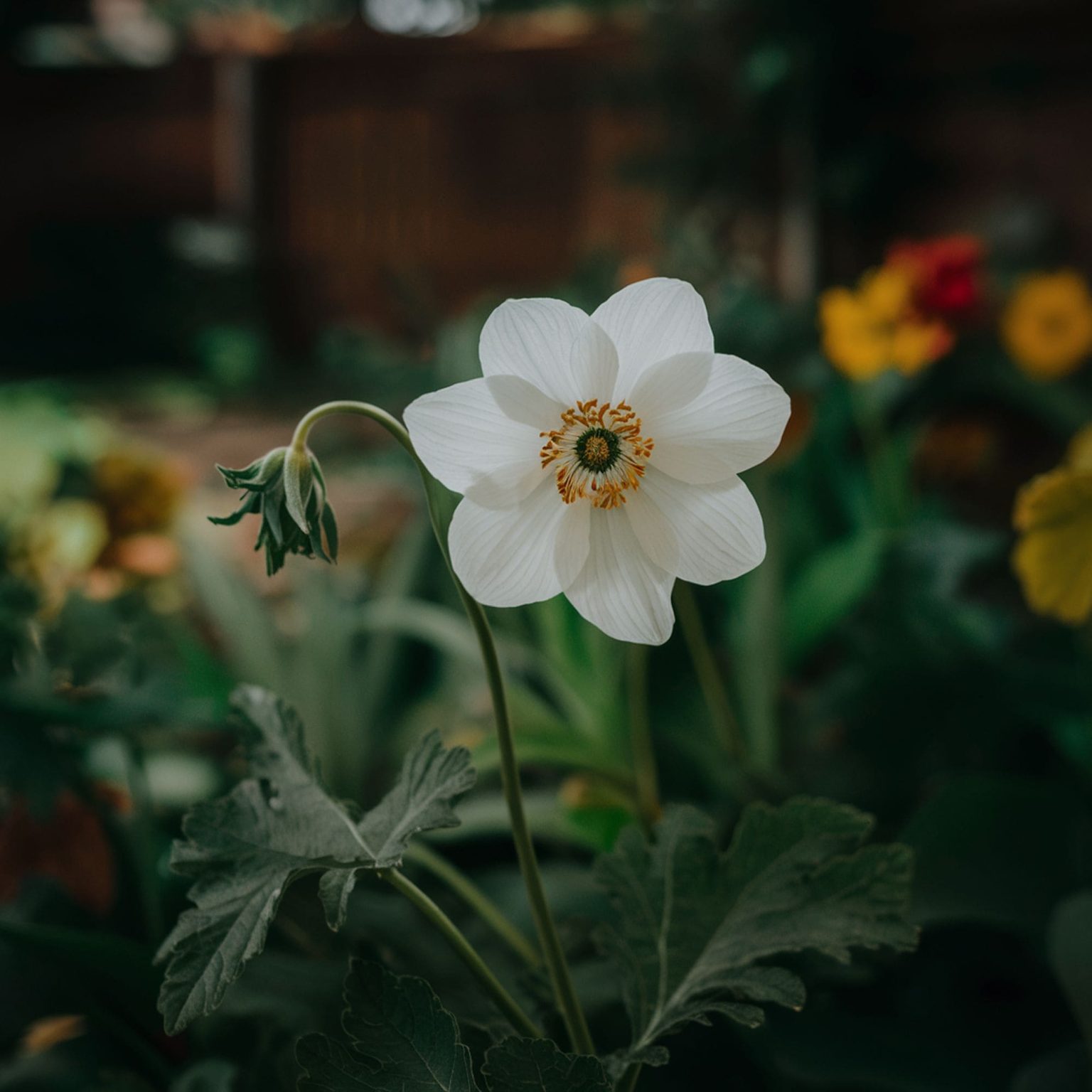 20 Plants That Grow in Acidic Soil – Rhythm of the Home