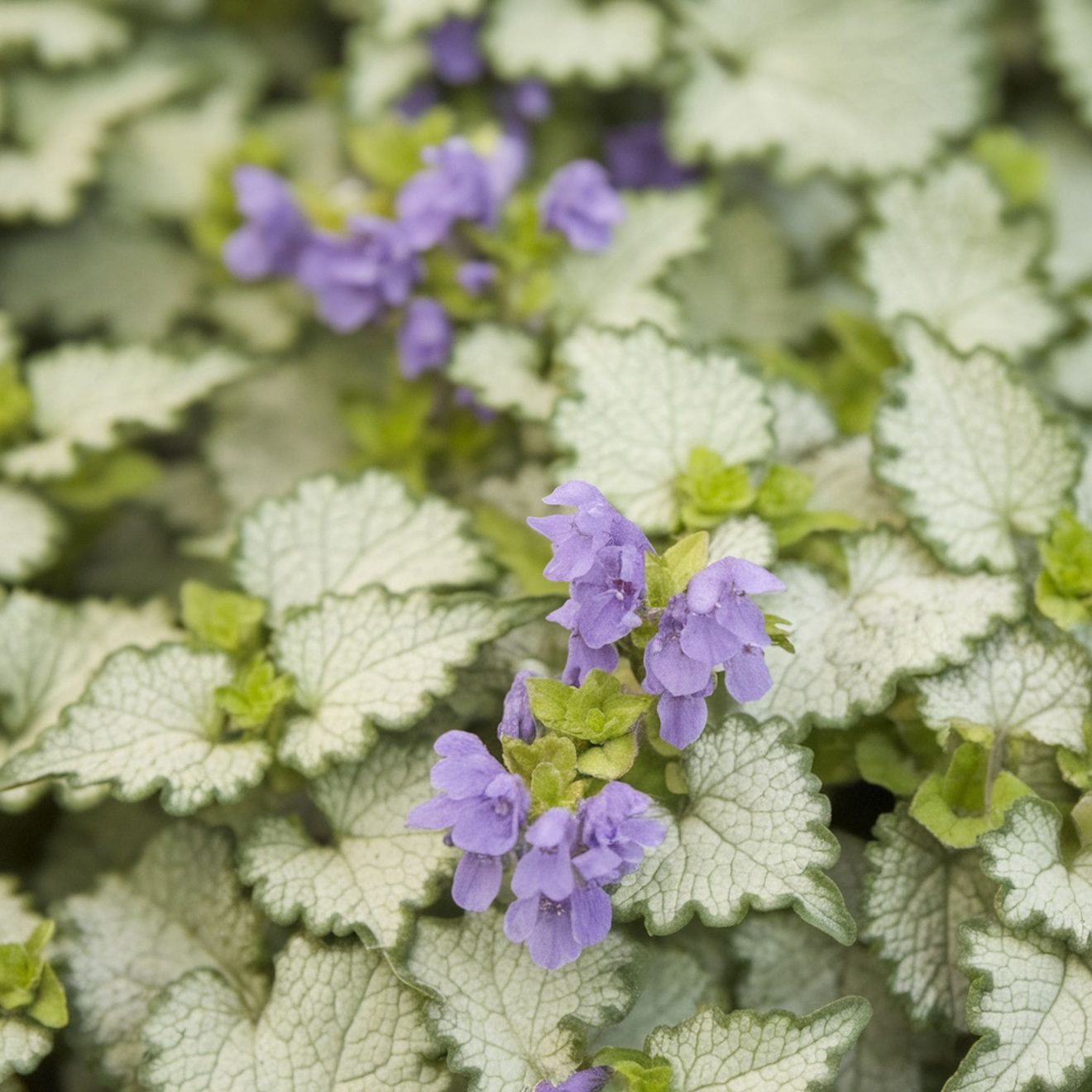 The 20 Best Evergreen Ground Cover Plants – Rhythm of the Home