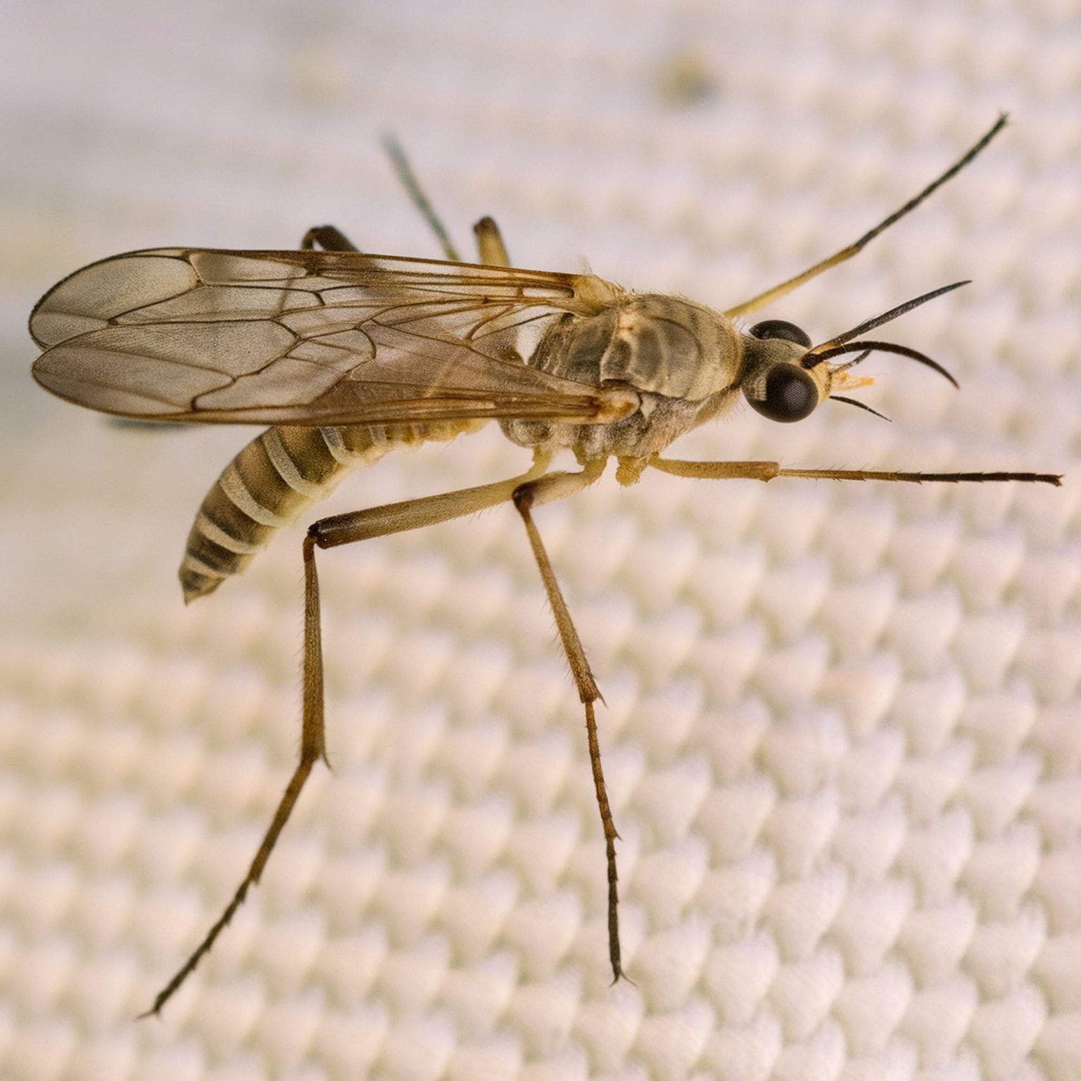 How to Get Rid of Gnats Forever and Ever (5 Methods In-Depth) – Rhythm ...