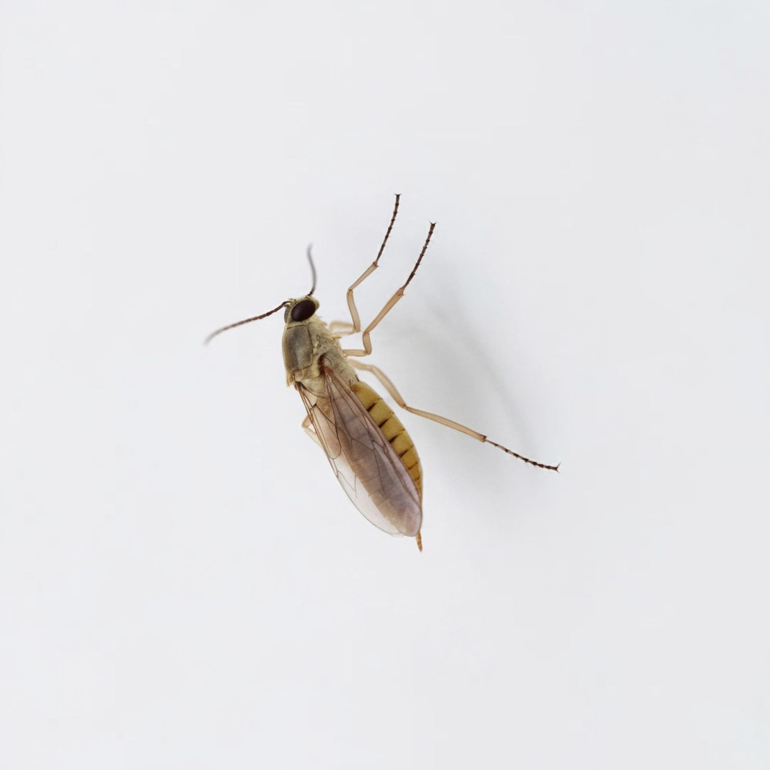 How to Get Rid of Gnats Forever and Ever (5 Methods In-Depth) – Rhythm ...