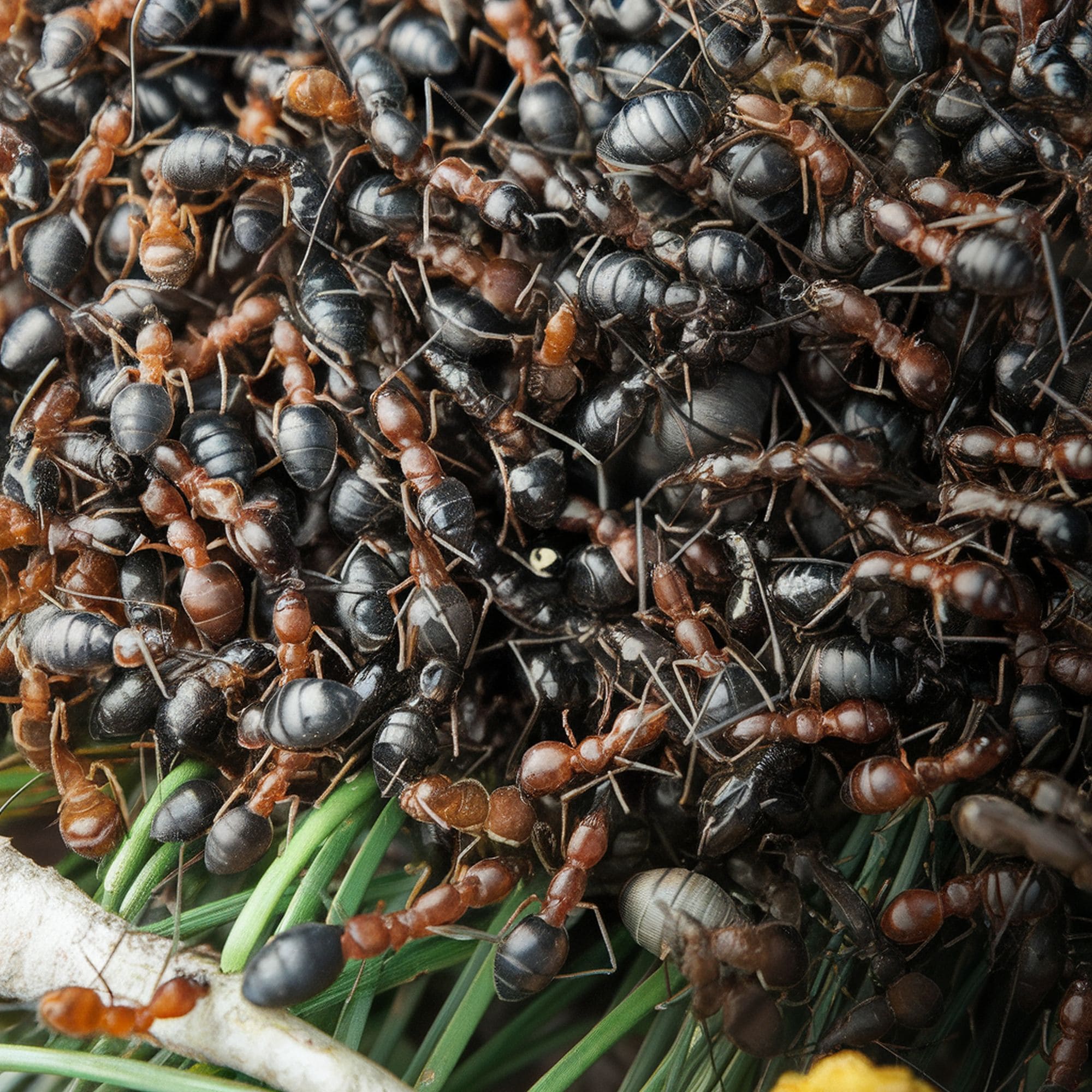 Ants in the Kitchen? 8 Causes and Solutions – Rhythm of the Home