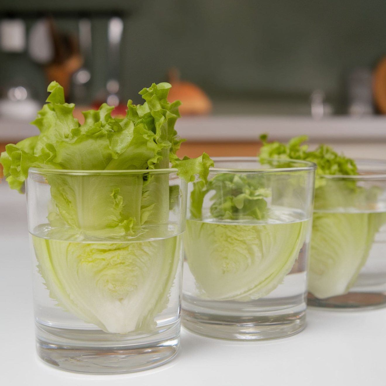 40 Plants, Vegetables and Fruits That Grow in Water – Rhythm of the Home