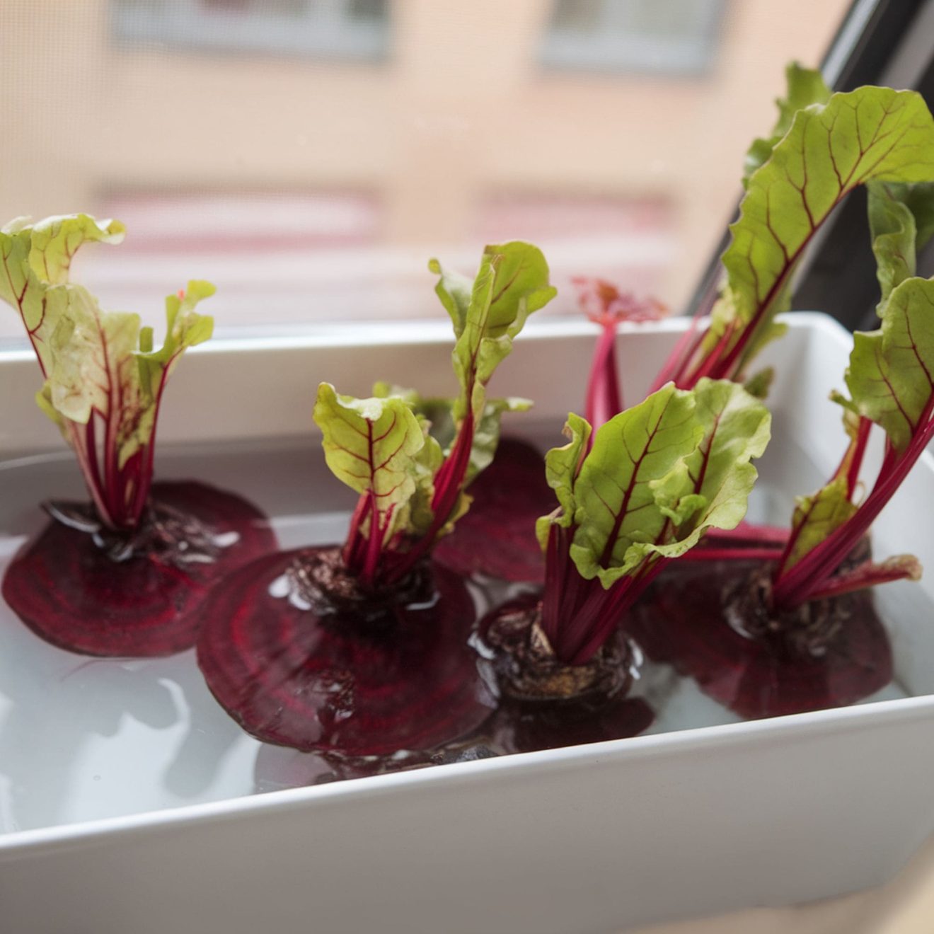 40 Plants, Vegetables and Fruits That Grow in Water – Rhythm of the Home