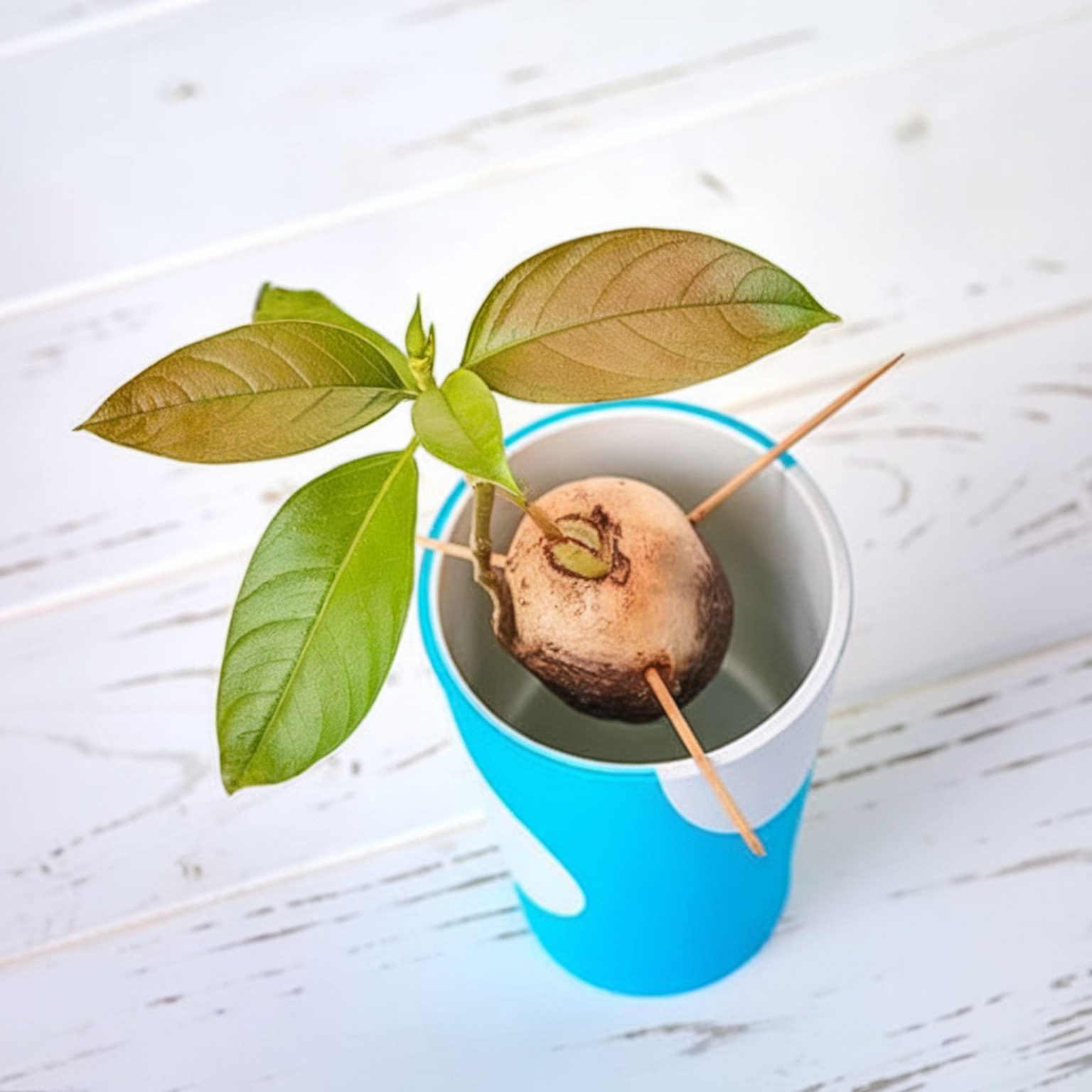 40 Plants, Vegetables and Fruits That Grow in Water – Rhythm of the Home