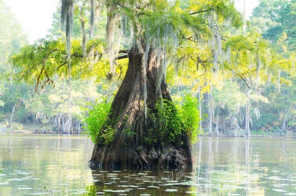 10 Trees That Grow in Water – Rhythm of the Home
