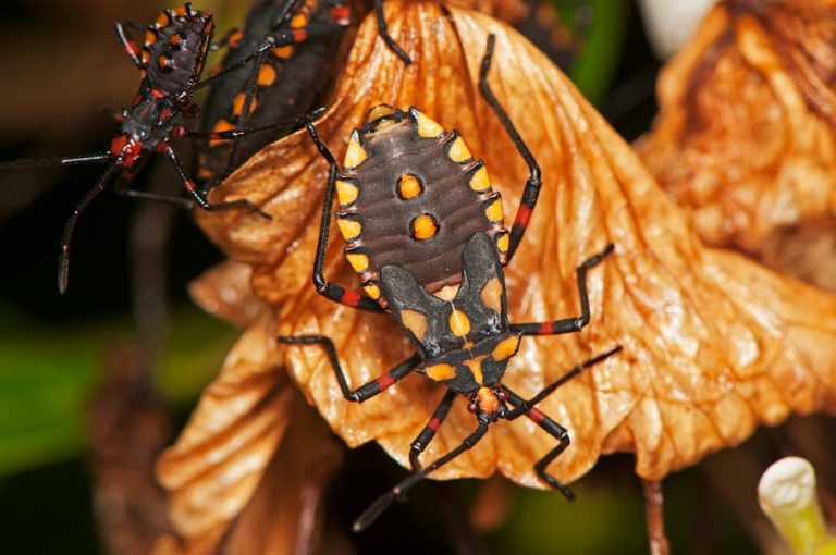 The 11 Deadliest (Most Dangerous) Insects in The World – Rhythm of the Home