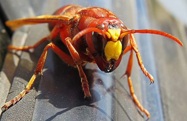 The 11 Deadliest (Most Dangerous) Insects in The World – Rhythm of the Home